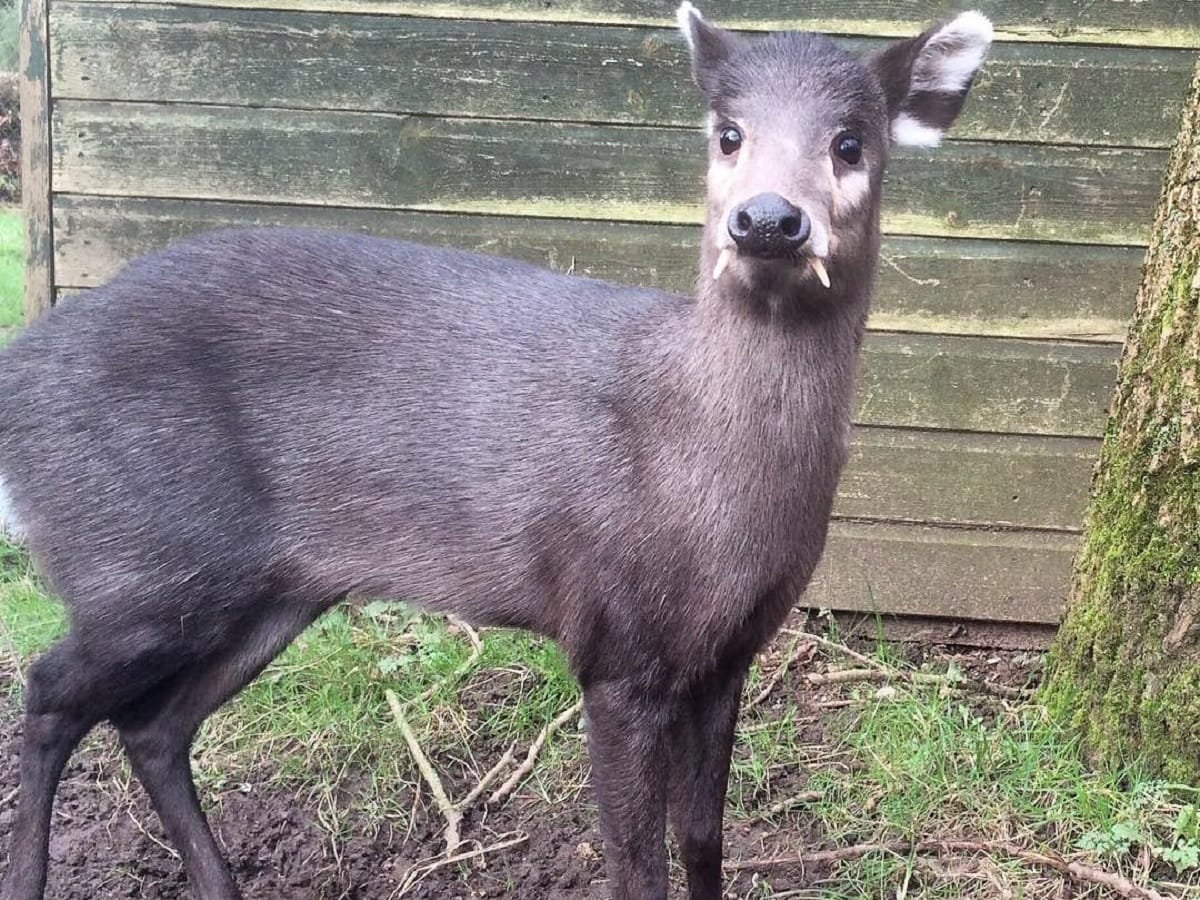 Animales que no creerás que existen: Ciervo de copete o Eláfodo ...
